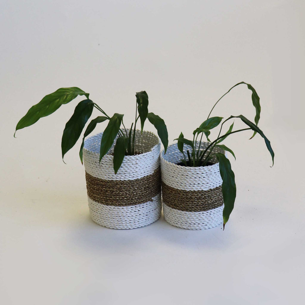 Small White and Natural Baskets | Storage | Homewares | GBO NZ
